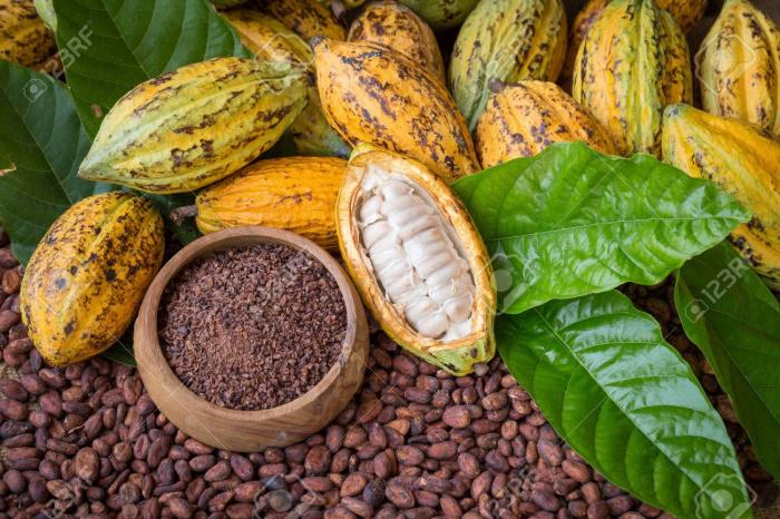 3 tonnes de cacao produites par an, la Guadeloupe peut mieux faire | RCI